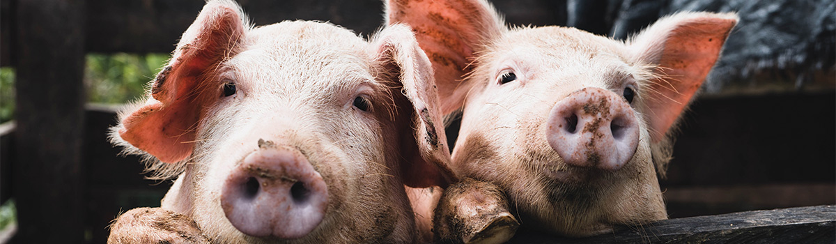 Swine Production - ProfitProAG