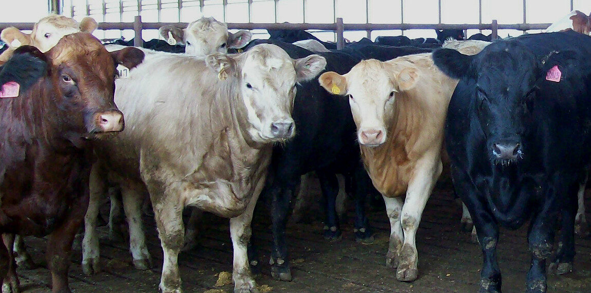 Livestock - ProfitProAG