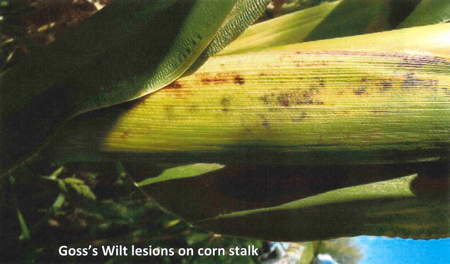 Management Strategies for Goss's Wilt and Tar Spot in Corn - ProfitProAG