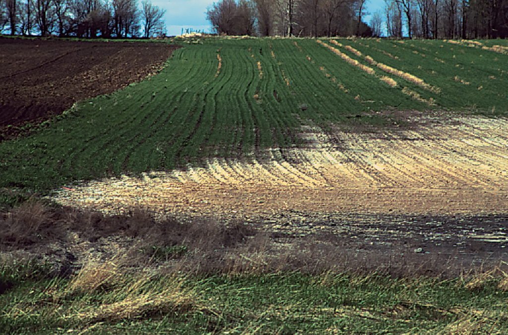 Bring Salty Soil Back to Life - ProfitProAG